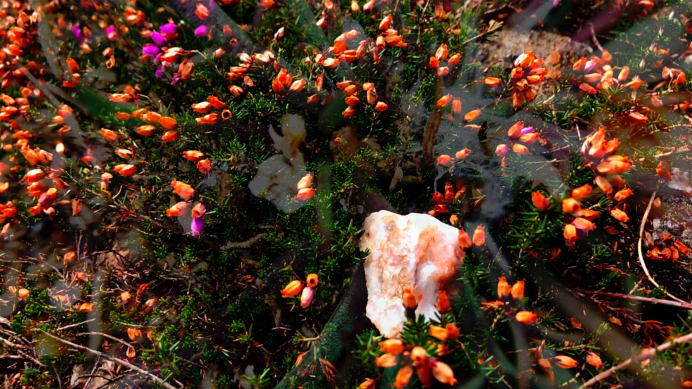 19.07 > 01.09.2024 | Video selection – Gauthier Keyaerts + Christophe ...